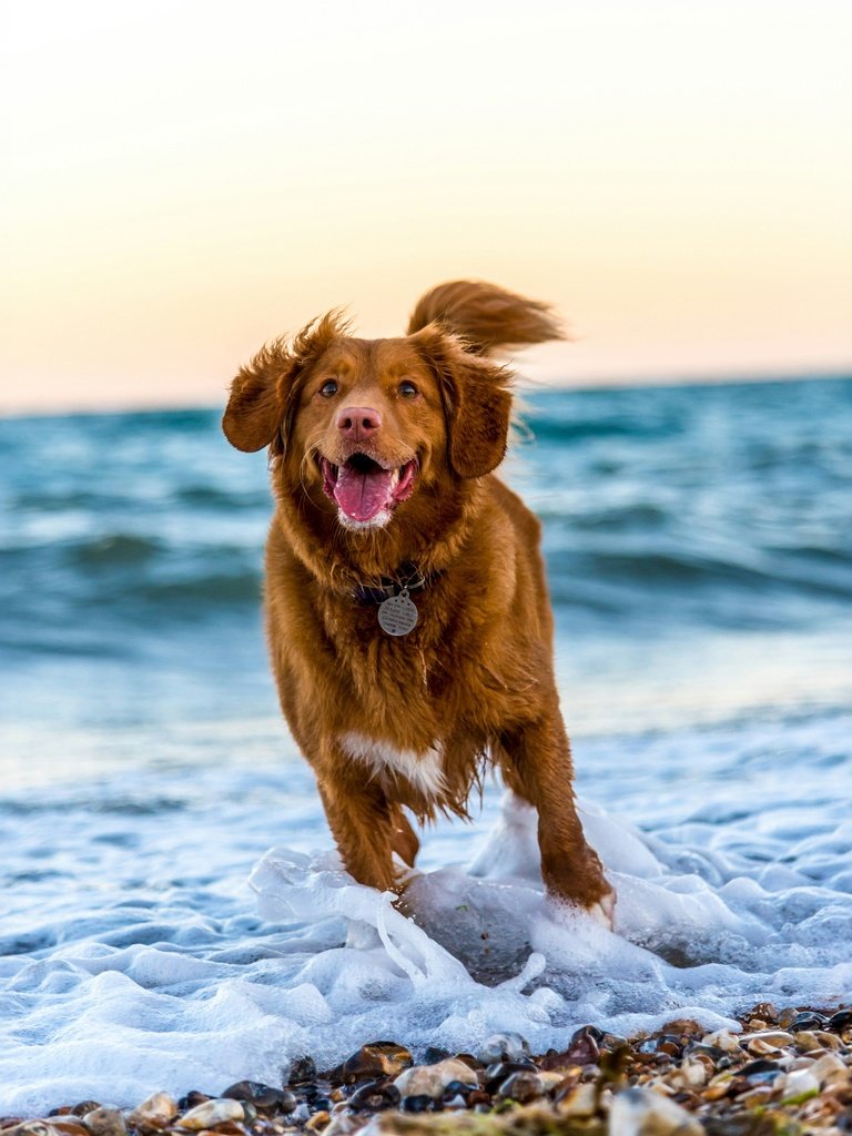 Golden Retriever Playing in Ocean Waves UHD Wallpaper | Happy Dog Beach ...